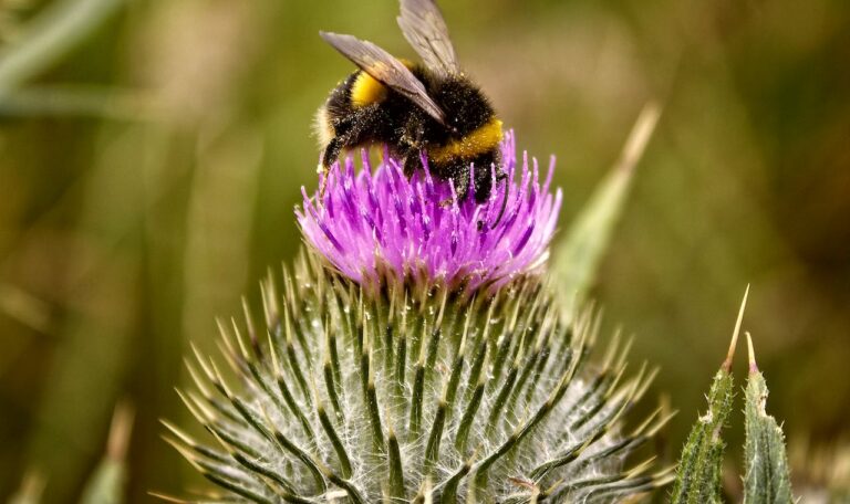 17 Most Common Animals in the UK - Gaia