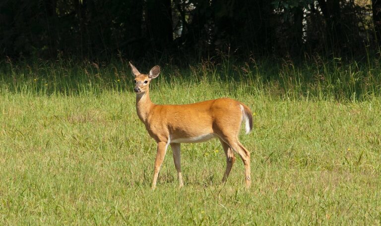 17 Most Common Animals in the UK - Gaia