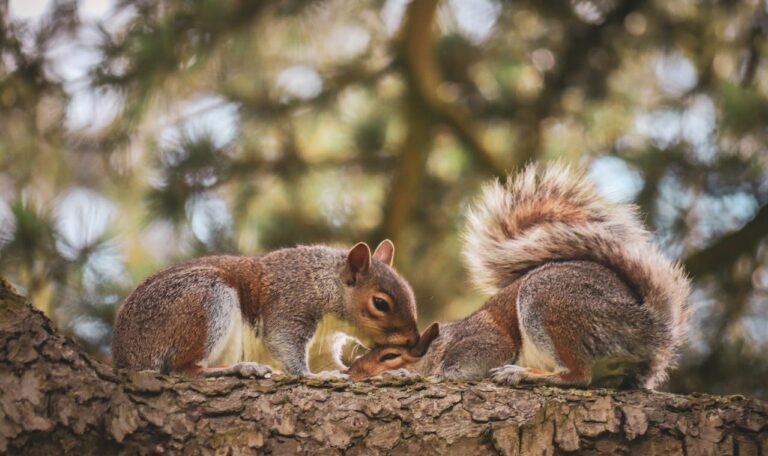 17 Most Common Animals in the UK - Gaia