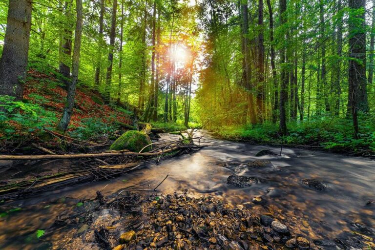 Woodland Habitats – Explanation, Types & Animals - Gaia