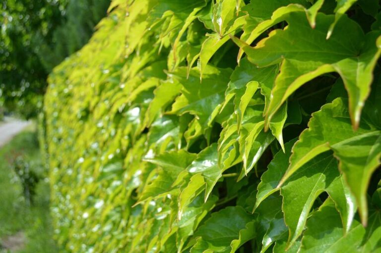 Hedgerow Habitats – Explanation, Examples & Animals - Gaia