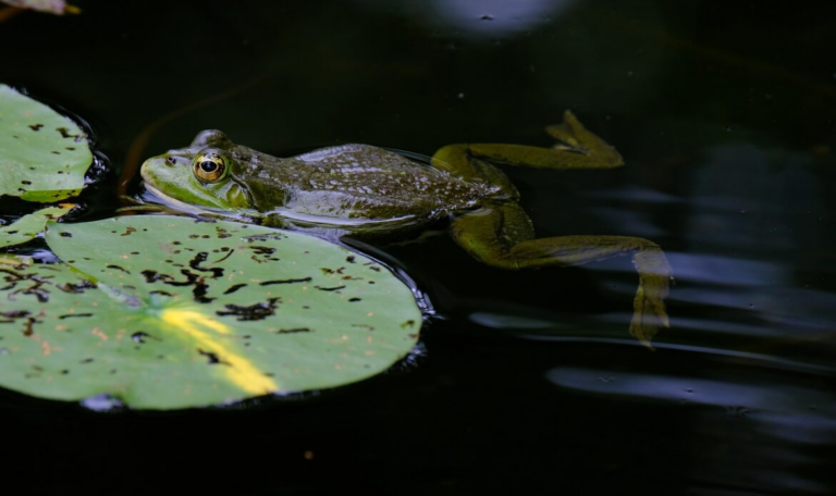 Wetland Habitats – Explanation, Types & Animals - Gaia